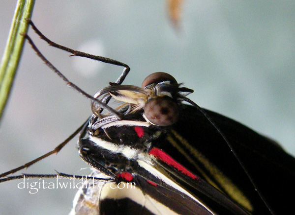 Butterflies Digital Wildlife Florida Nature Photography